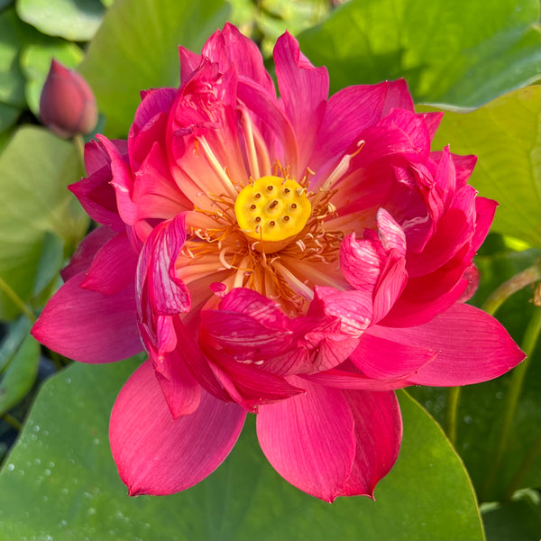 Drop Blood Lotus Dark-Red - PondLotus.com