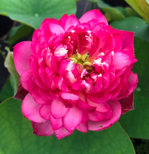 Lips Red Lotus Curly, Ruffled Petals! - PondLotus.com