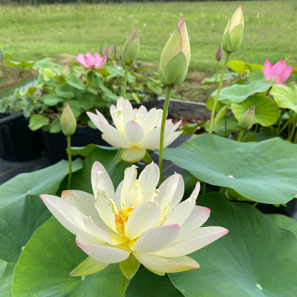 Little Tri-Color Lotus Pretty Pastel Colors! - PondLotus.com