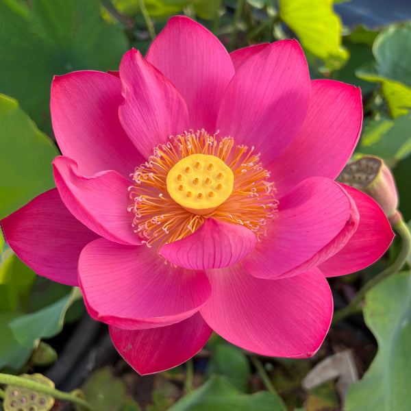 Magnificent 15 Lotus 'Gui Li 15' Stunning Blooms! - PondLotus.com