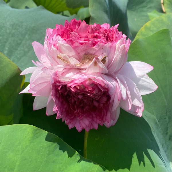 Traditional Thousand Petals Lotus Multi-headed Flowers!! - PondLotus.com