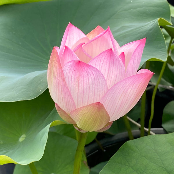 Cranberry Kiss Lotus Customer Favorite! - PondLotus.com