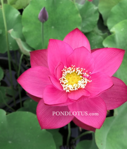Heartthrob Lotus > Large Flowers - PondLotus.com