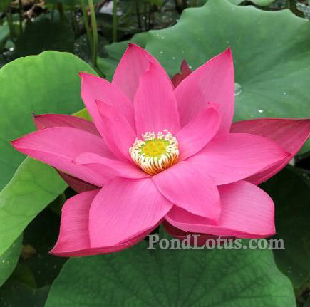 Heartthrob Lotus > Large Flowers - PondLotus.com