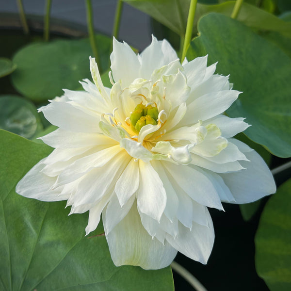 Holy Snow Lotus - PondLotus.com