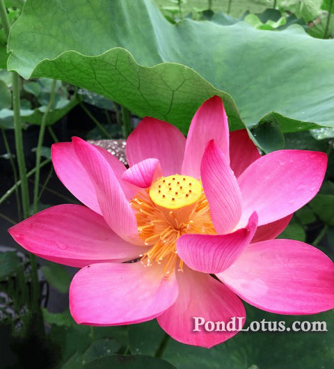 Inspiration Lotus - PondLotus.com