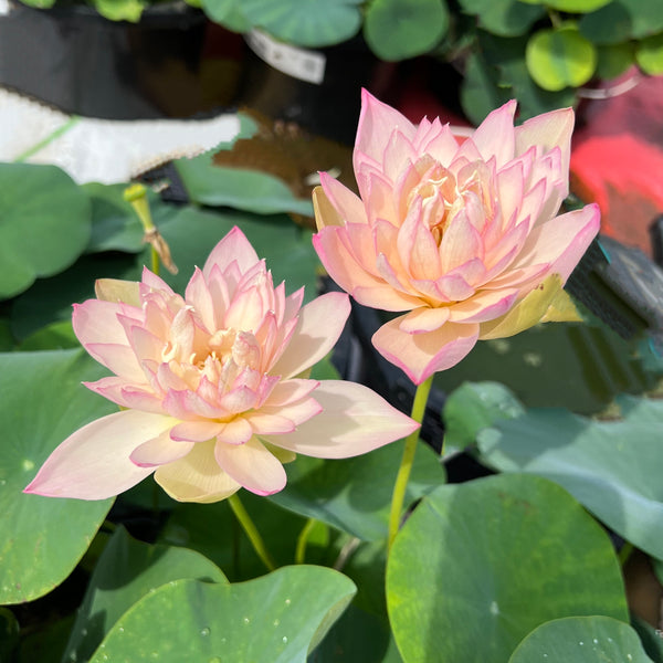 Grand Master Lotus > World Favorite - PondLotus.com