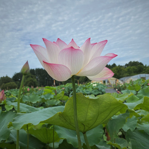 Mrs. Ramsay Rules The Roost Lotus > Tall! - PondLotus.com