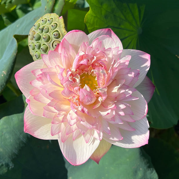 Pink Diamond Lotus > Heavy Bloomer - PondLotus.com