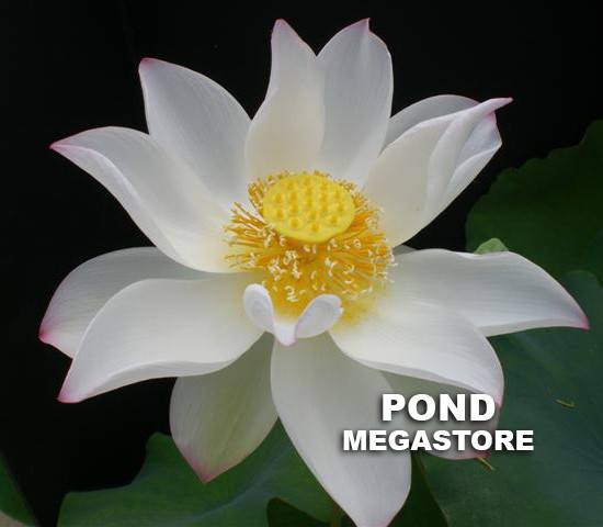 Pink Lips Lotus Heavenly Blooms! - PondLotus.com