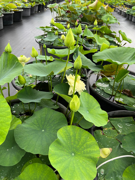 Prairie Dream Lotus Sunshine in Your Garden! - PondLotus.com