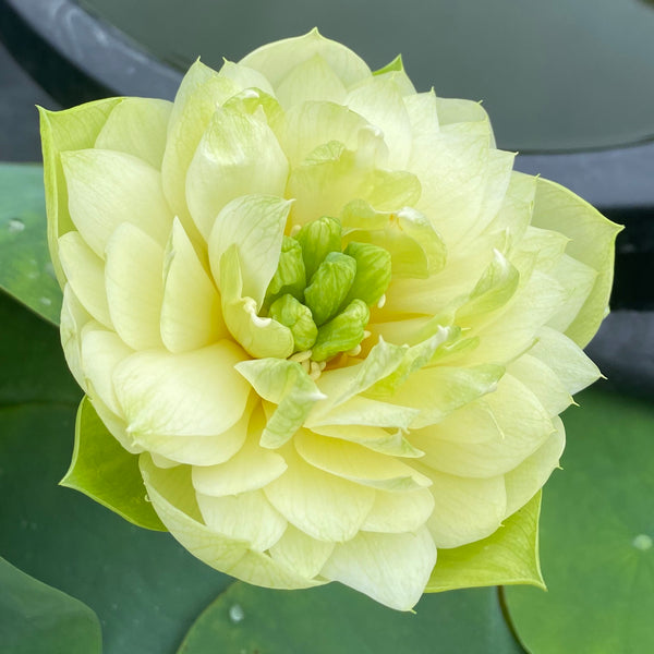 Prairie Star Mini Lotus > Mini Lotus - PondLotus.com