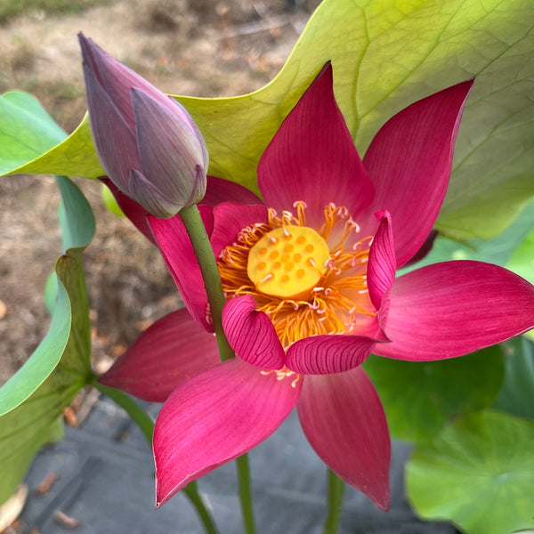 Raging Fire Lotus > Blazing Color! - PondLotus.com