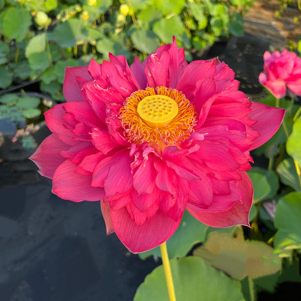 Red Phillips Lotus Huge Dark Red Flowers - PondLotus.com