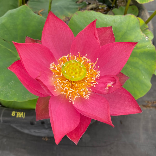 Shanghai Lotus Amazing Color! - PondLotus.com